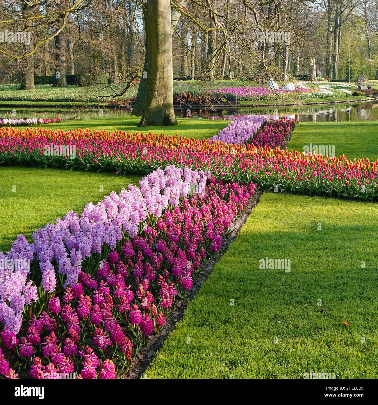 Plant bulbs in grass hi-res stock photography and images - Alamy