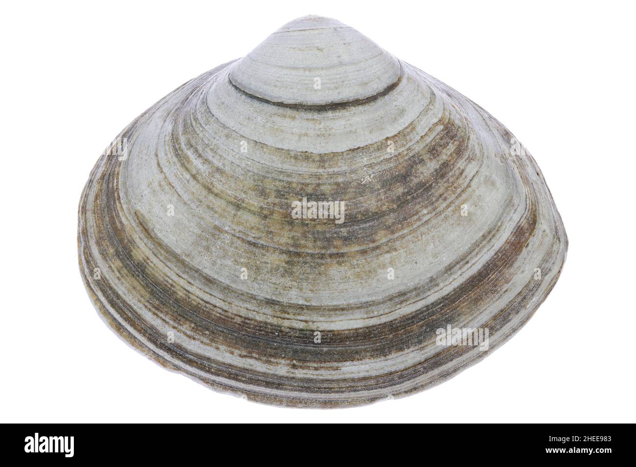 Oval trough shell hi-res stock photography and images - Alamy