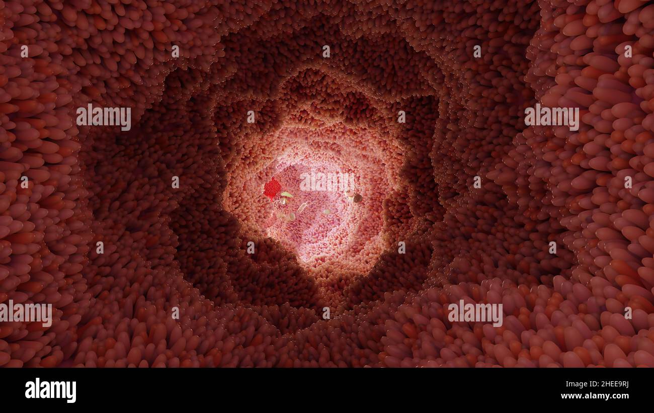 microvilli surface of digestive system, Intestinal villi with bacteria ...