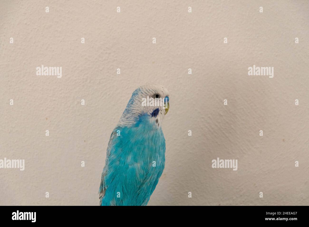 Budgie blue male isolated Stock Photo - Alamy