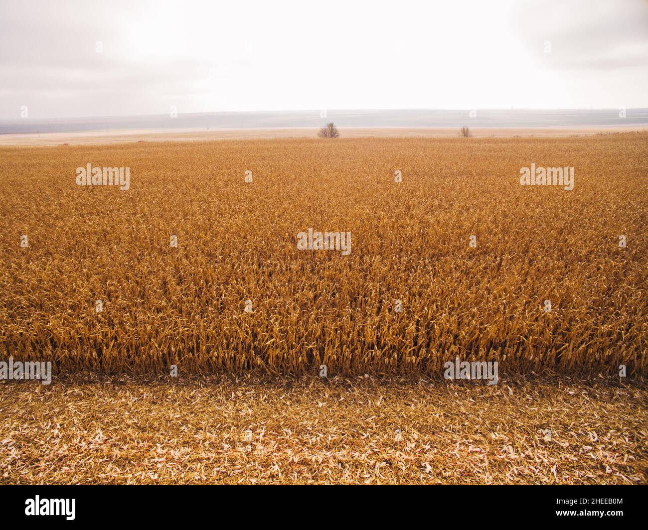 Harvesting Corn in the Green Big Field. Aerial View over Automated ...
