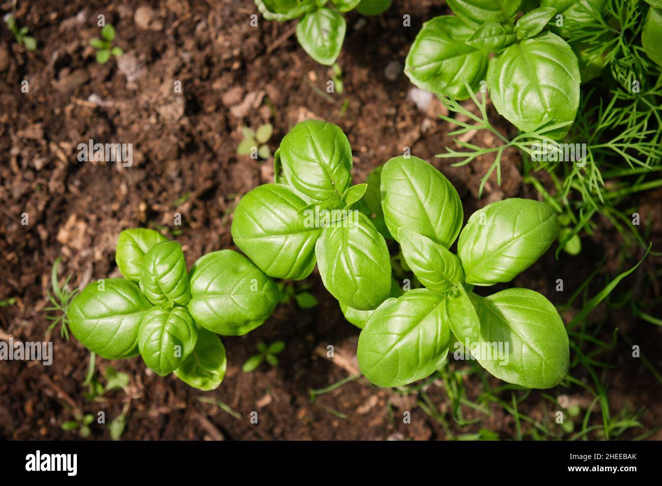 Close-up of young fresh basil plant in the ground. Ocimum basilicum in ...