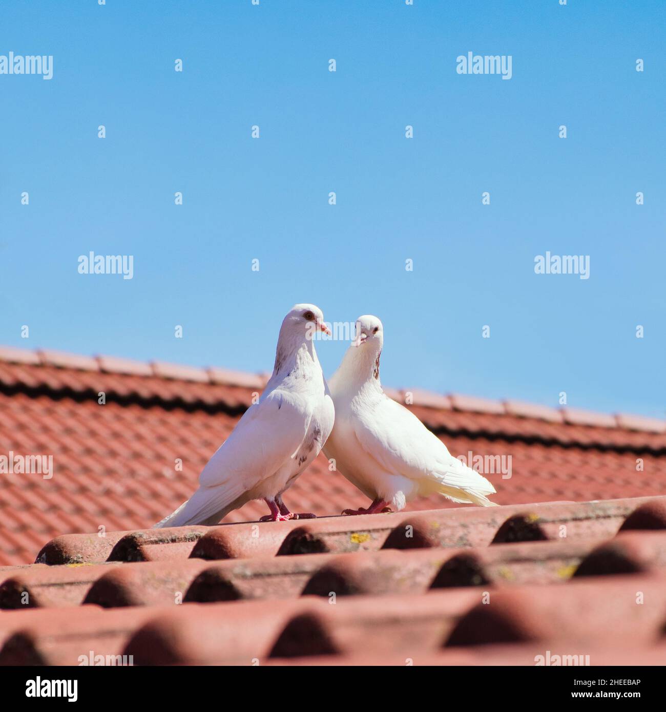 Two white pigeons on red tile roof against clear blue sky. Love and ...