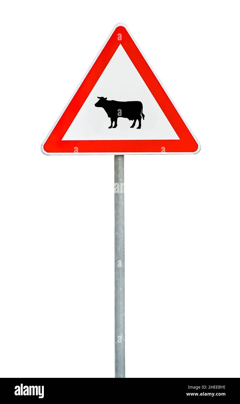 Triangle road sign cow attention Stock Photo - Alamy