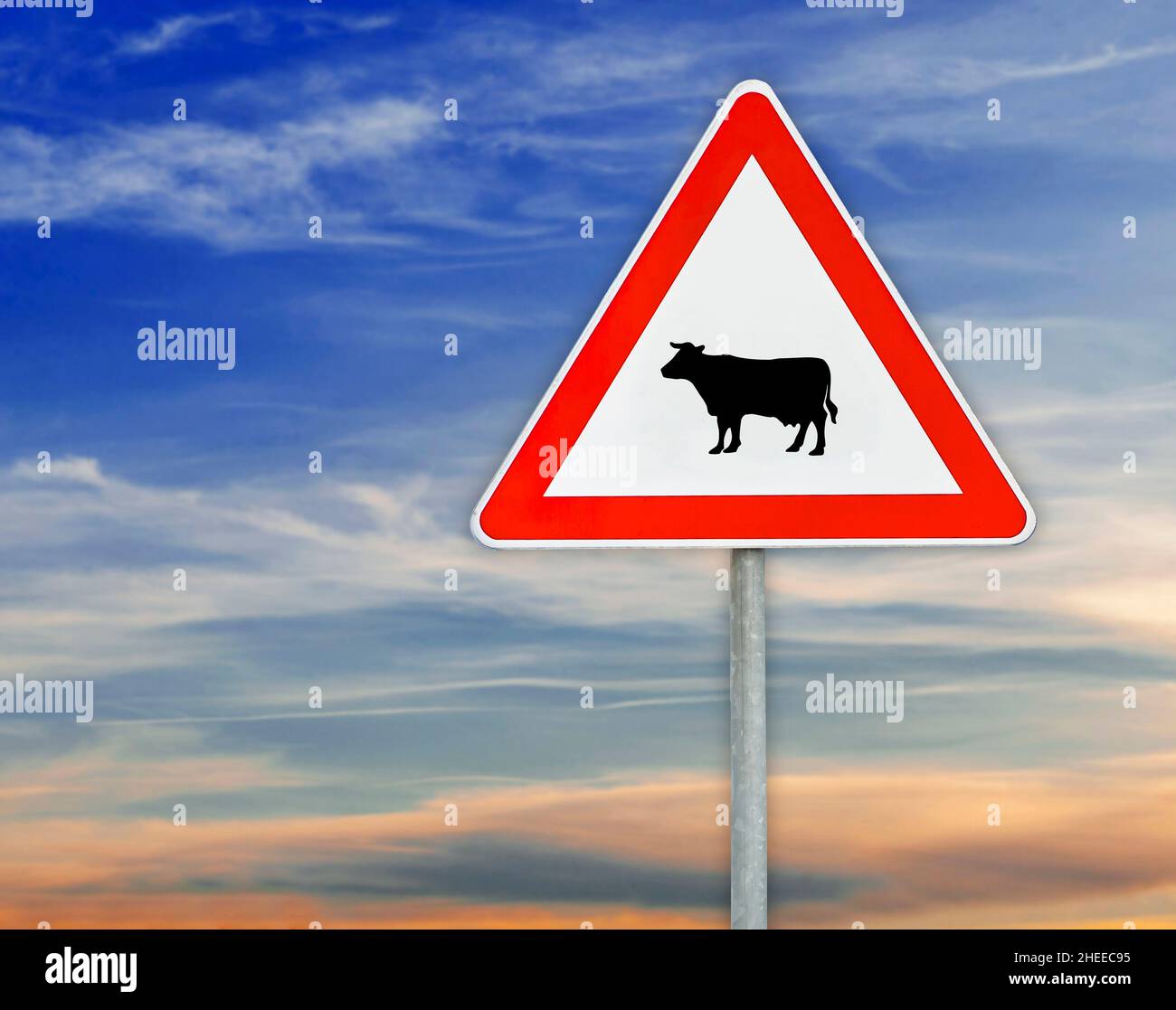 Triangle road sign cow attention Stock Photo - Alamy