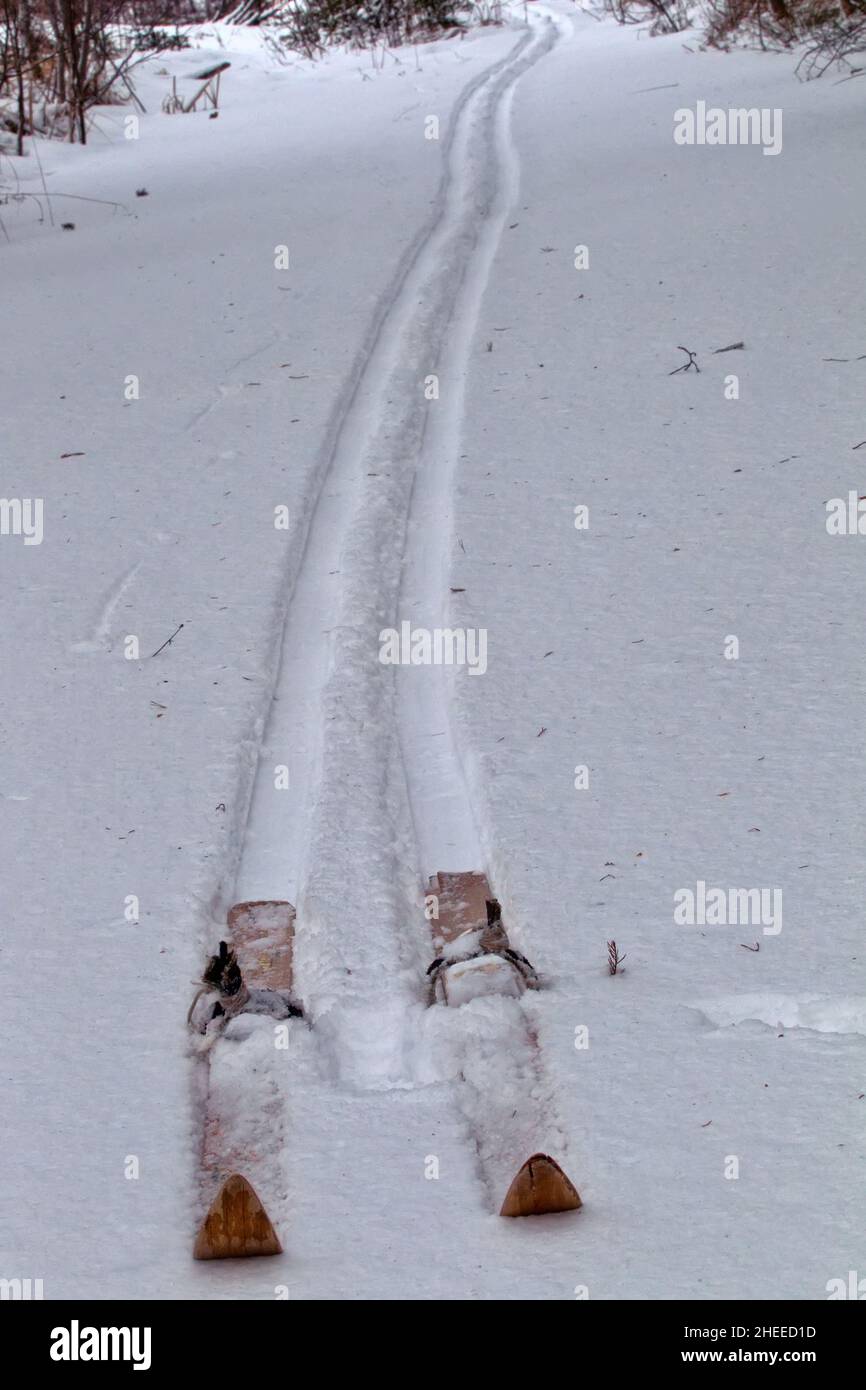 A exceptional walk through the snow-covered forest on wide forest skis ...