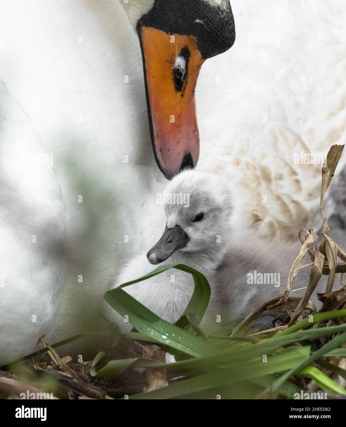 Cygnet black bill hi-res stock photography and images - Alamy