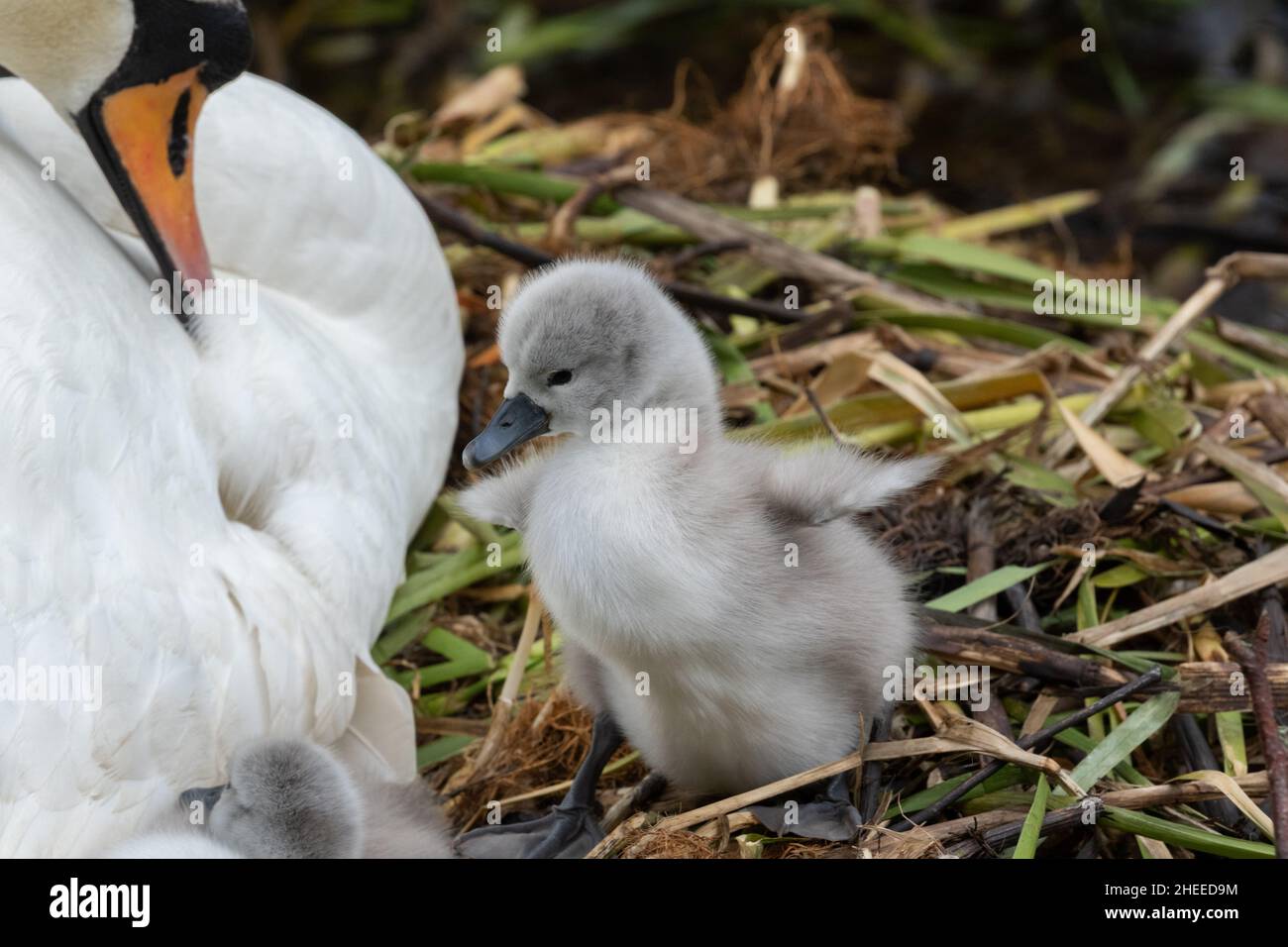 Mute swan pen hi-res stock photography and images - Alamy