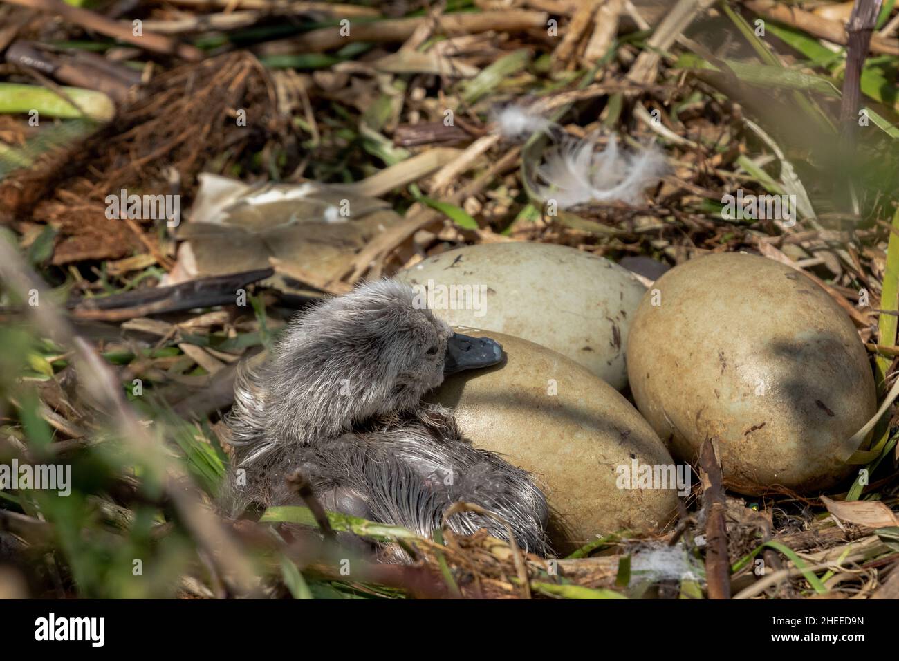 Swan eggs and a newly hatched cygnet on a swan nest in Yorkshire, England Stock Photo - Alamy