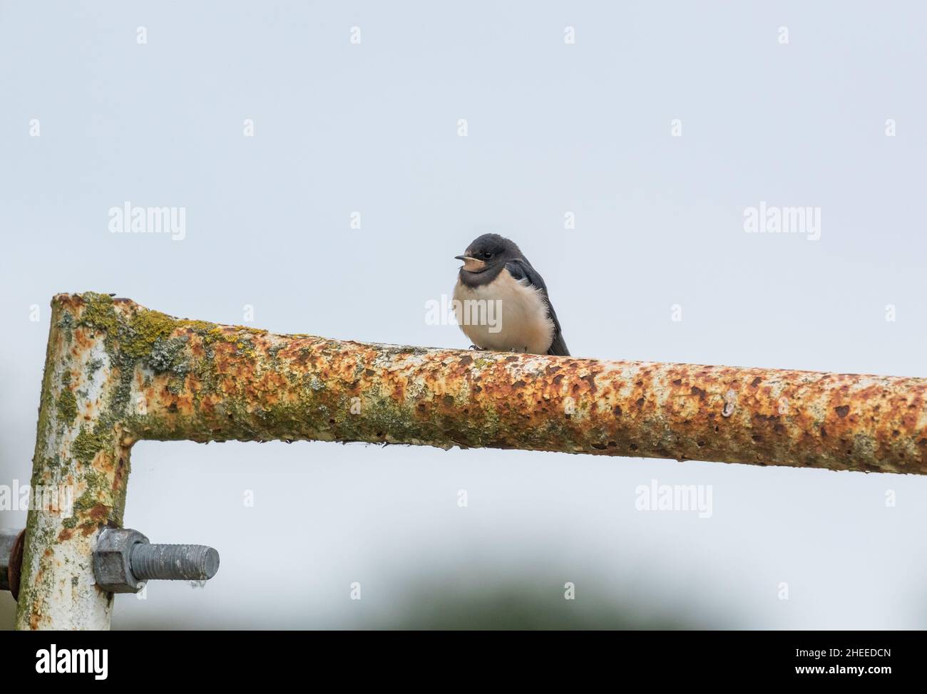 A single, juvenile barn swallow waiting on a rusty gate for a parent to ...