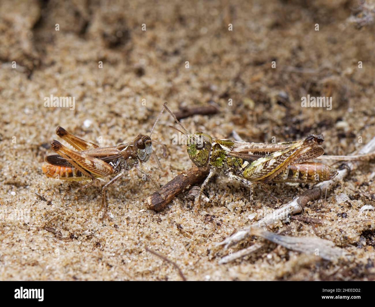 Mottled grasshopper (Myrmeleotettix maculatus) male approaching a ...