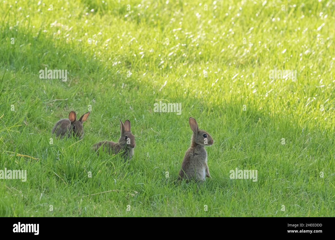 Three young wild rabbits hi-res stock photography and images - Alamy