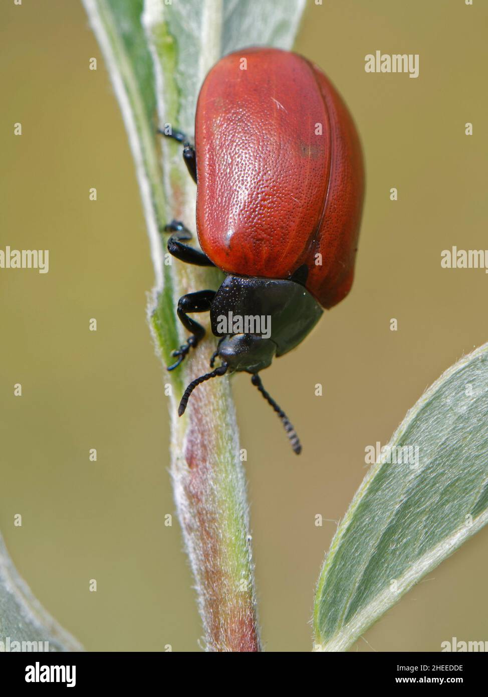 Red poplar leaf beetle (Chrysomela populi) feeding on a Willow (Salix ...