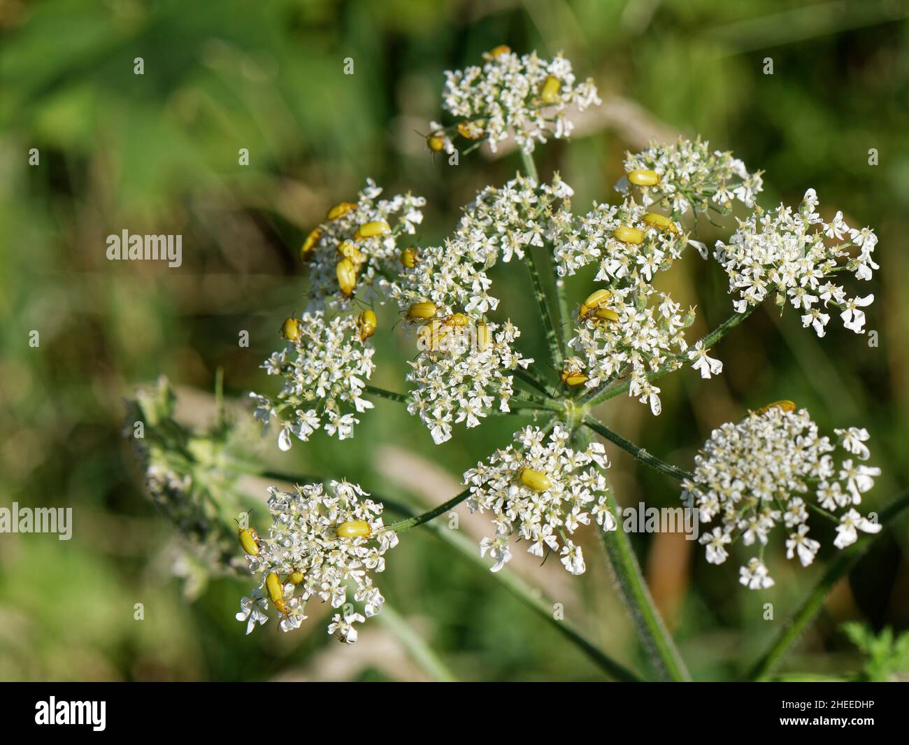 Sulphur beetle (Cteniopus sulphureus) group nectaring on Common hogweed ...
