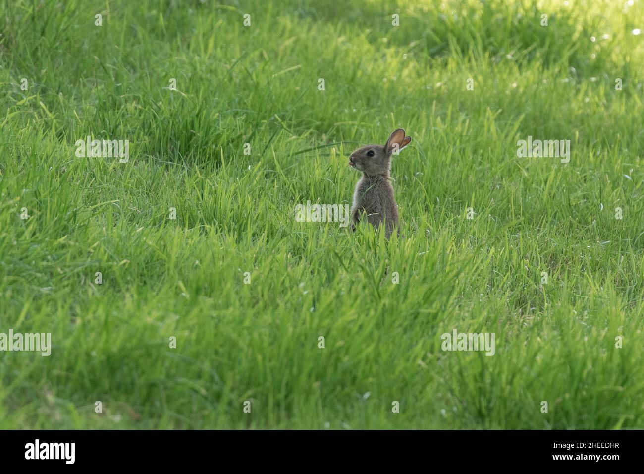 Inquisitive wild rabbit hi-res stock photography and images - Alamy