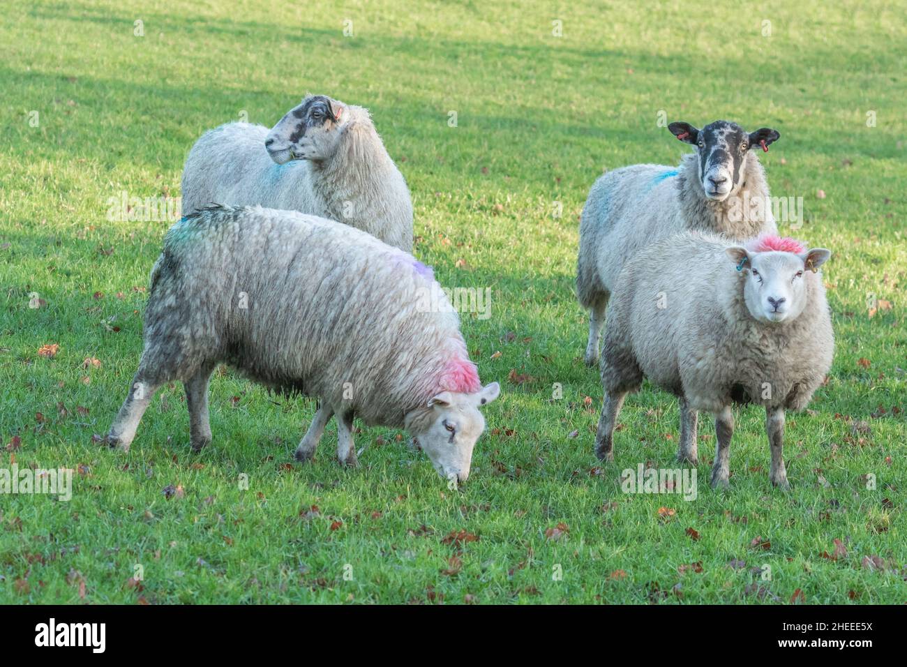 Sheep in a field in Baildon, Yorkshire. The sheep have been marked with ...