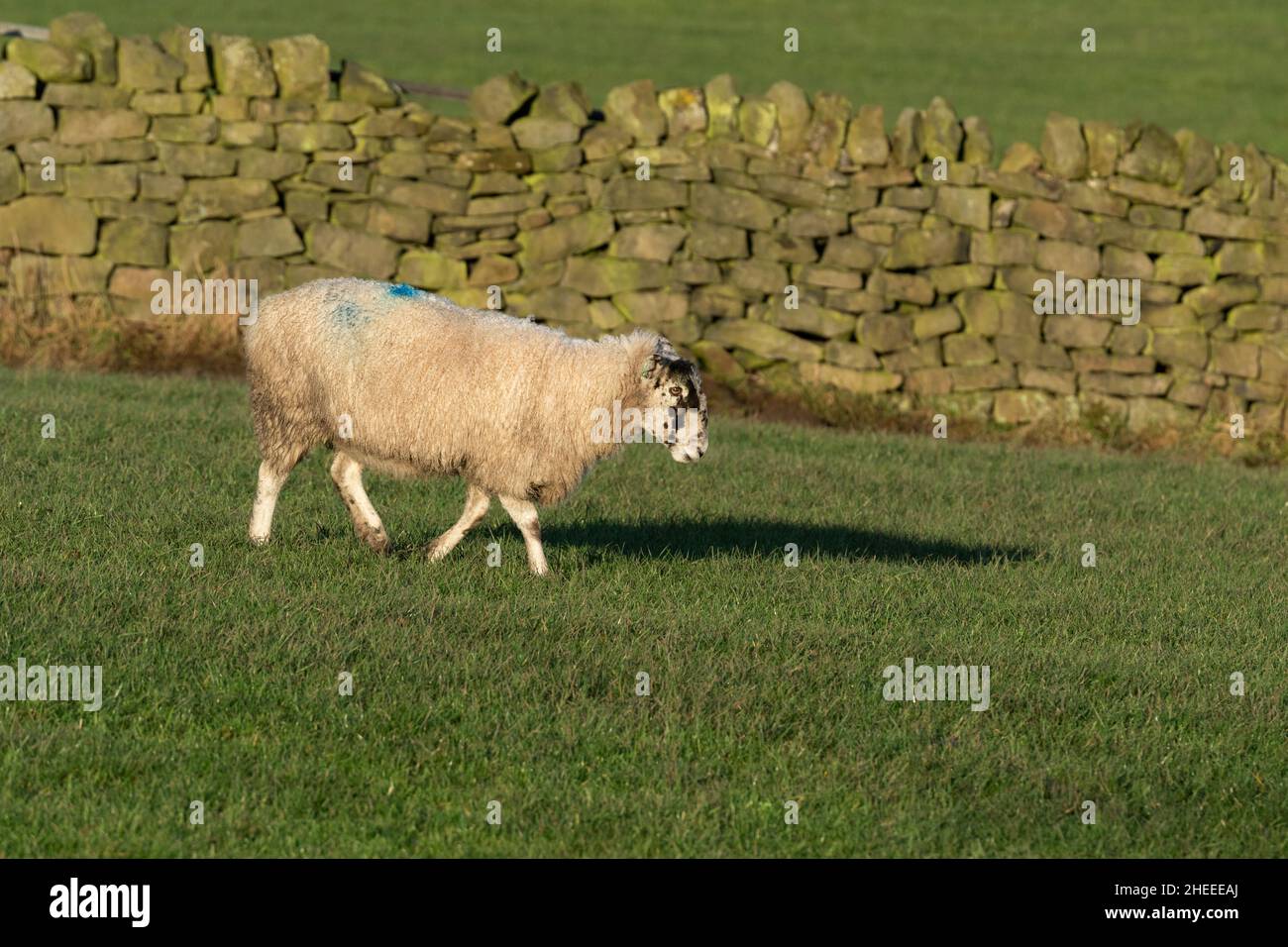 A single sheep (ewe) walking on grass in front of a stone wall. Ovies ...