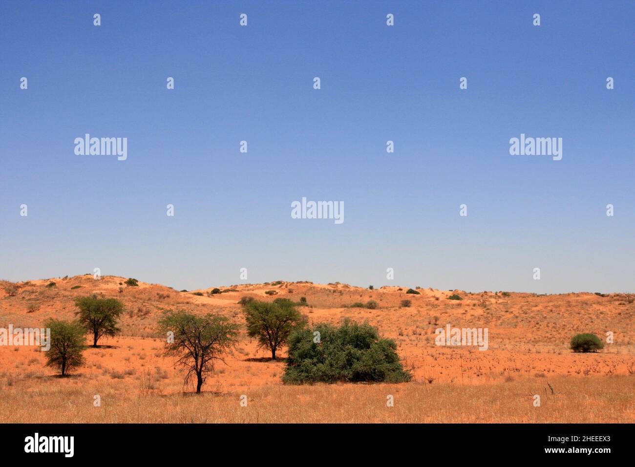 Red sand landscape in the Kgalagadi Stock Photo - Alamy