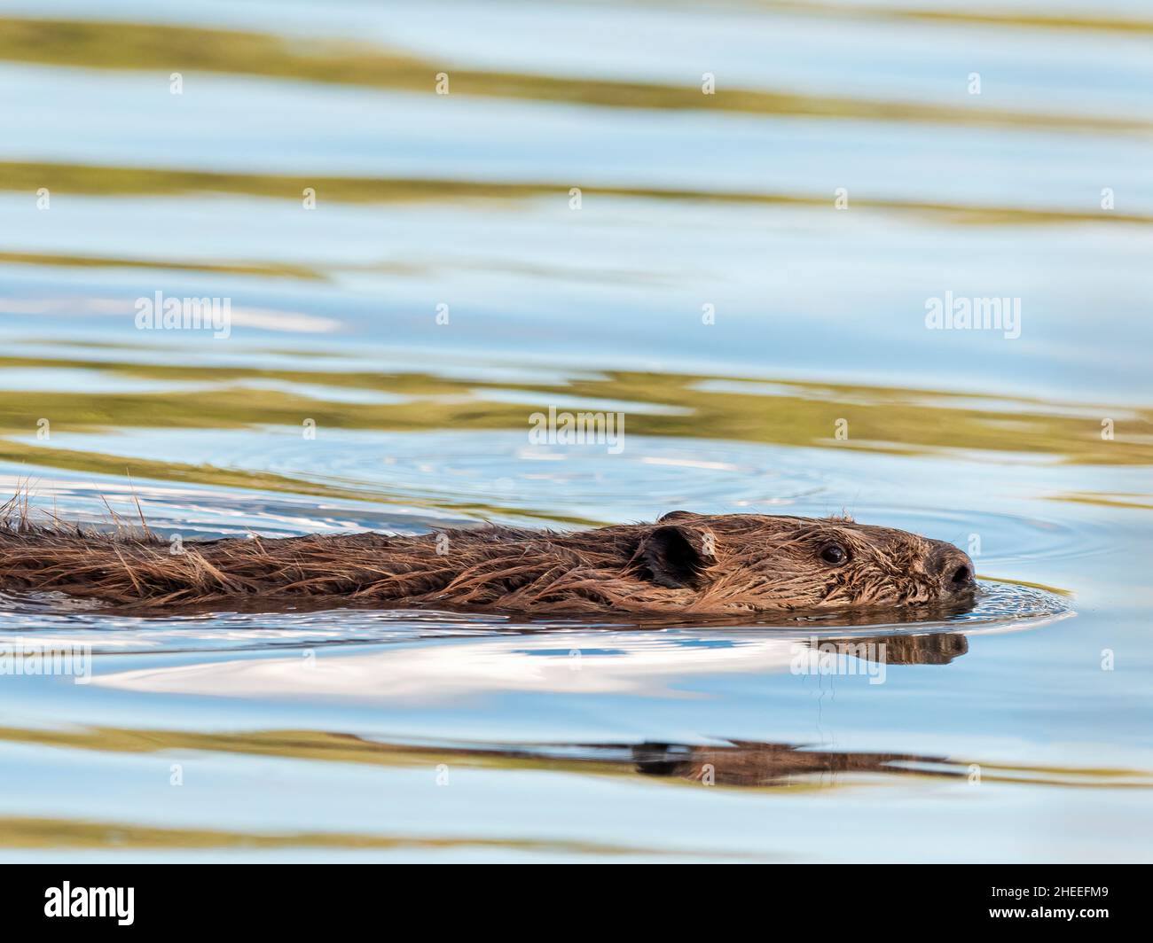 An adult North American beaver, Castor canadensis, swimming in Grand ...
