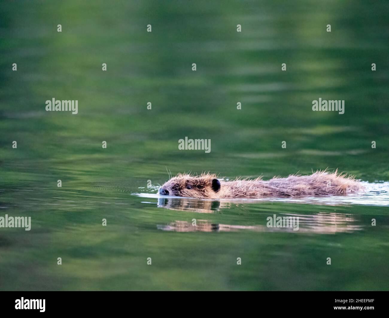An young North American beaver, Castor canadensis, swimming in Grand ...