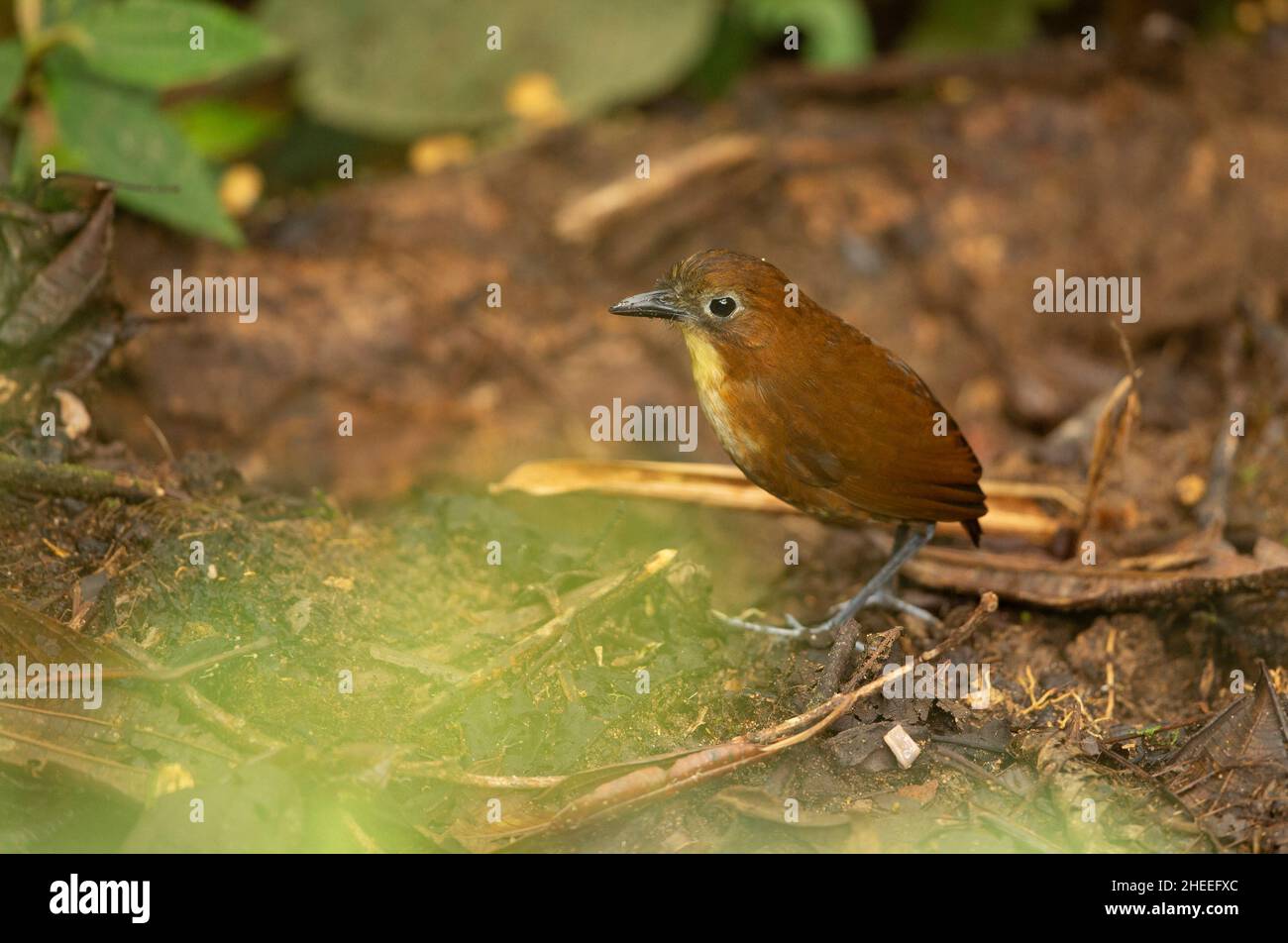 Yellow-breasted antpitta (Grallaria flavotincta Stock Photo - Alamy