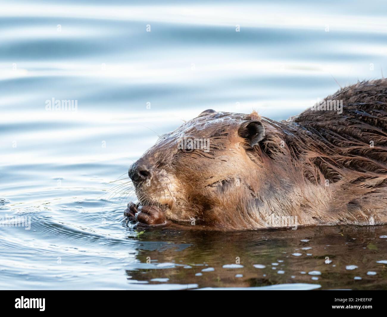 Adult beaver hi-res stock photography and images - Alamy