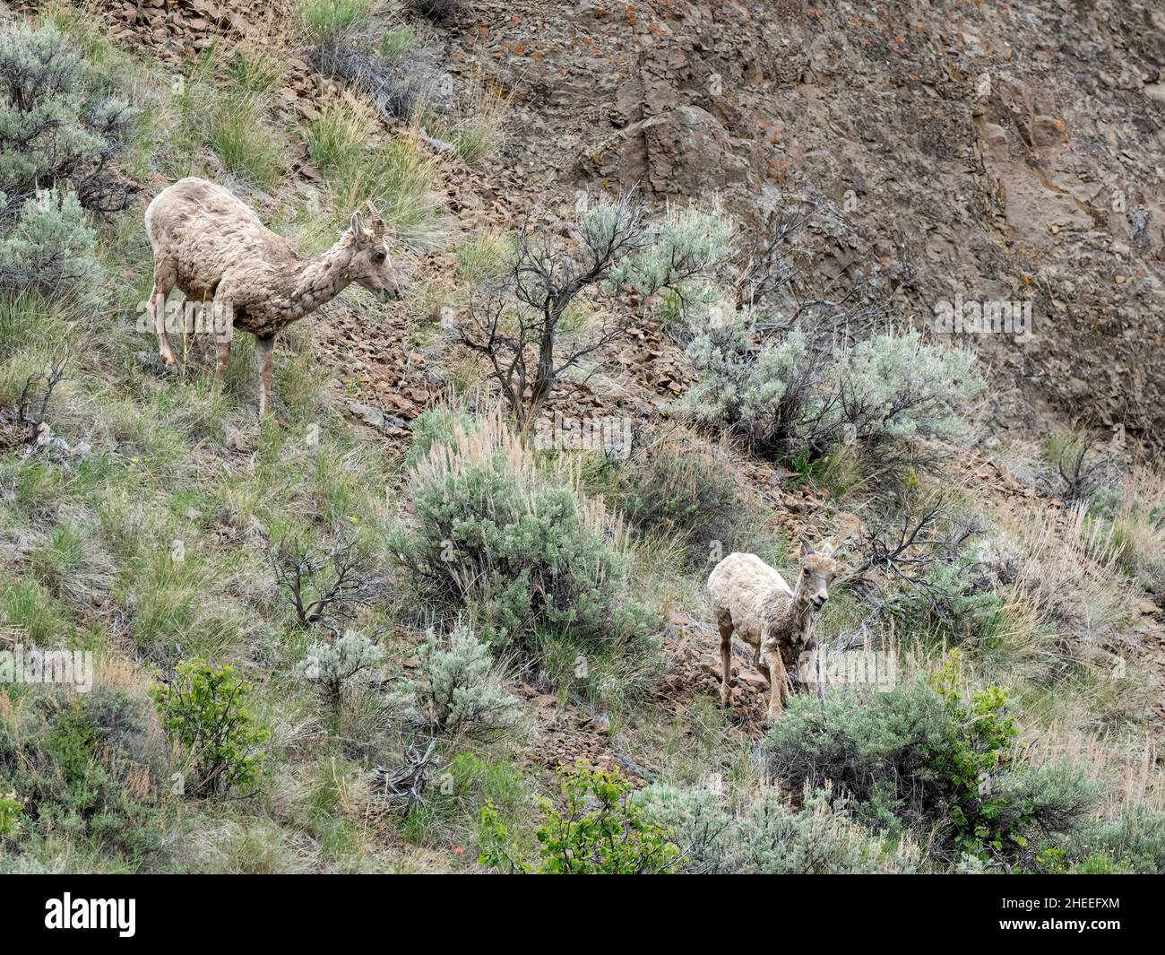A pair of adult bighorn sheep, Ovis canadensis, foraging a hill in ...