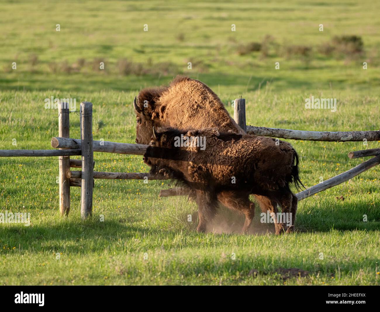 Jumping a log fence hi-res stock photography and images - Alamy