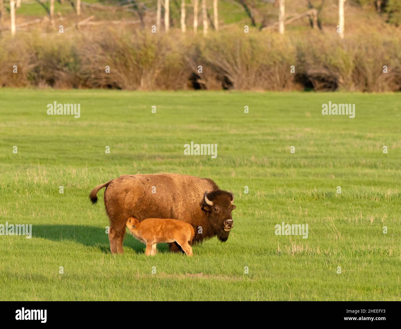 Adult female bison, Bison bison, nursing its calf in Lamar Valley ...