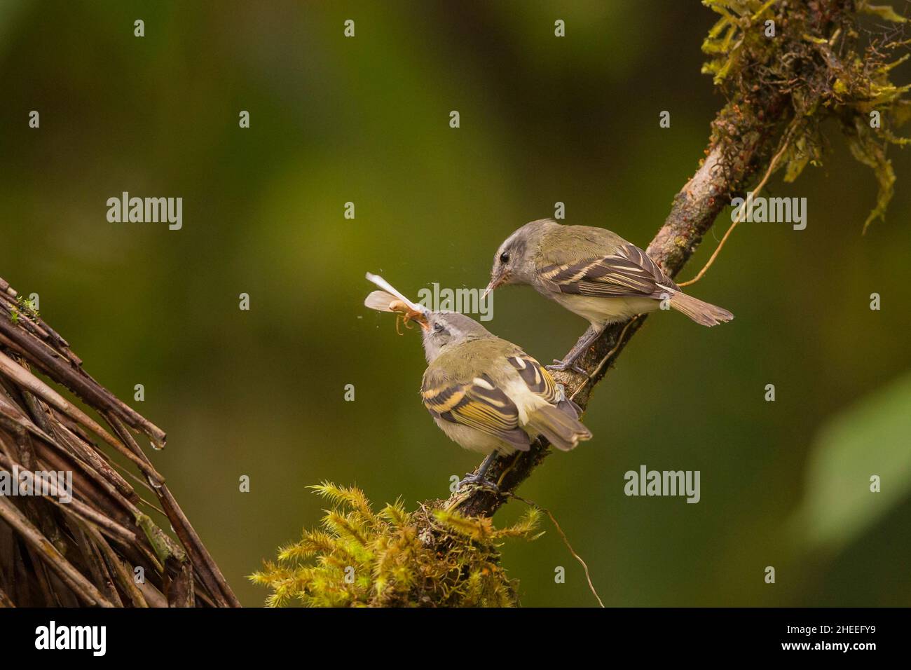 White-tailed Tyrannulet ((Mecocerculus poecilocercus Stock Photo - Alamy