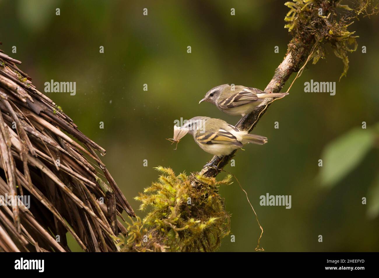 White tailed tyrannulet hi-res stock photography and images - Alamy