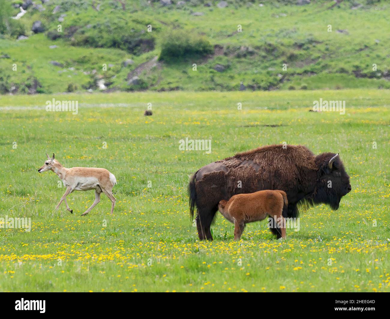 Adult female bison, Bison bison, nursing its calf in Lamar Valley ...