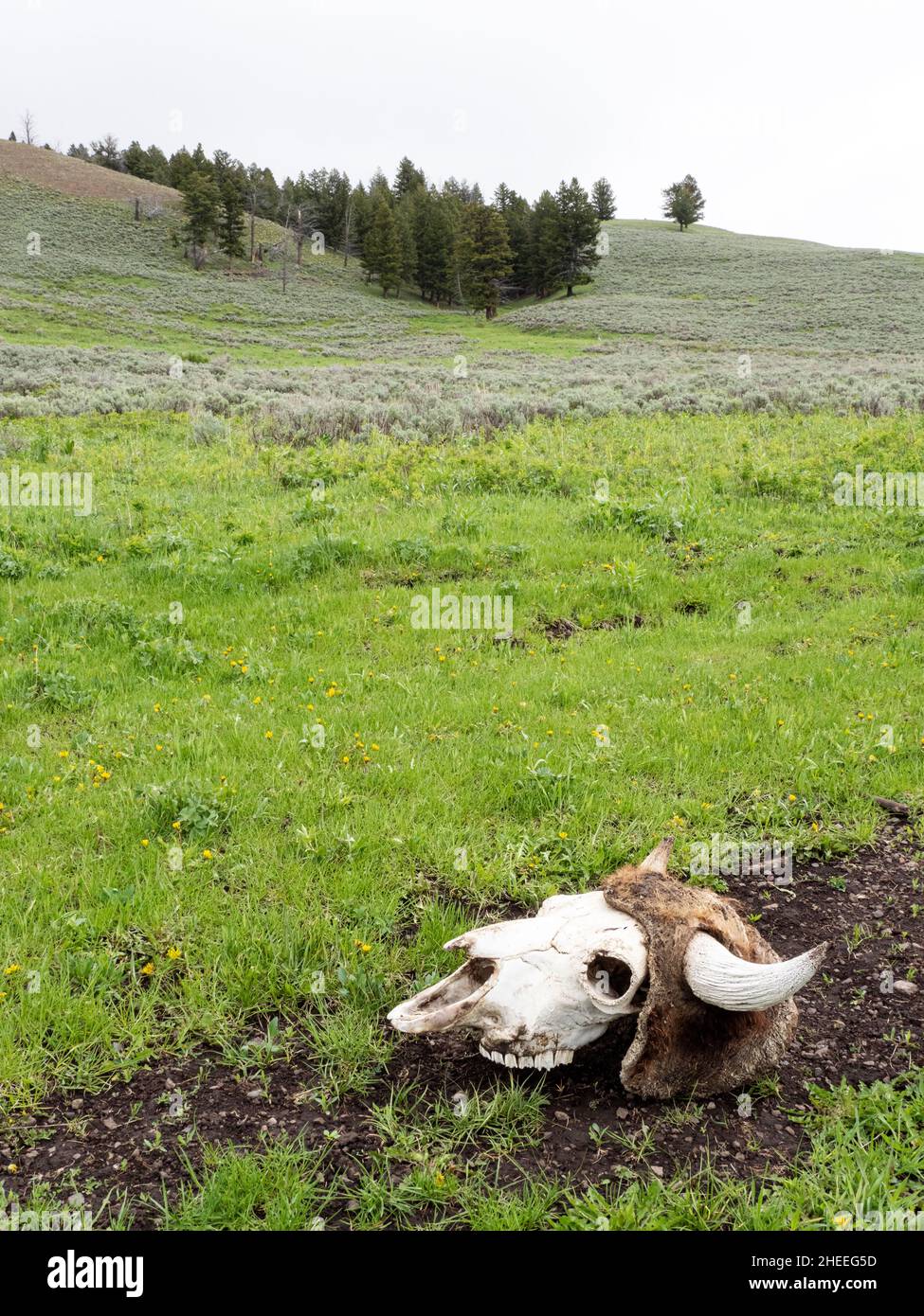 Bison skull hi-res stock photography and images - Alamy