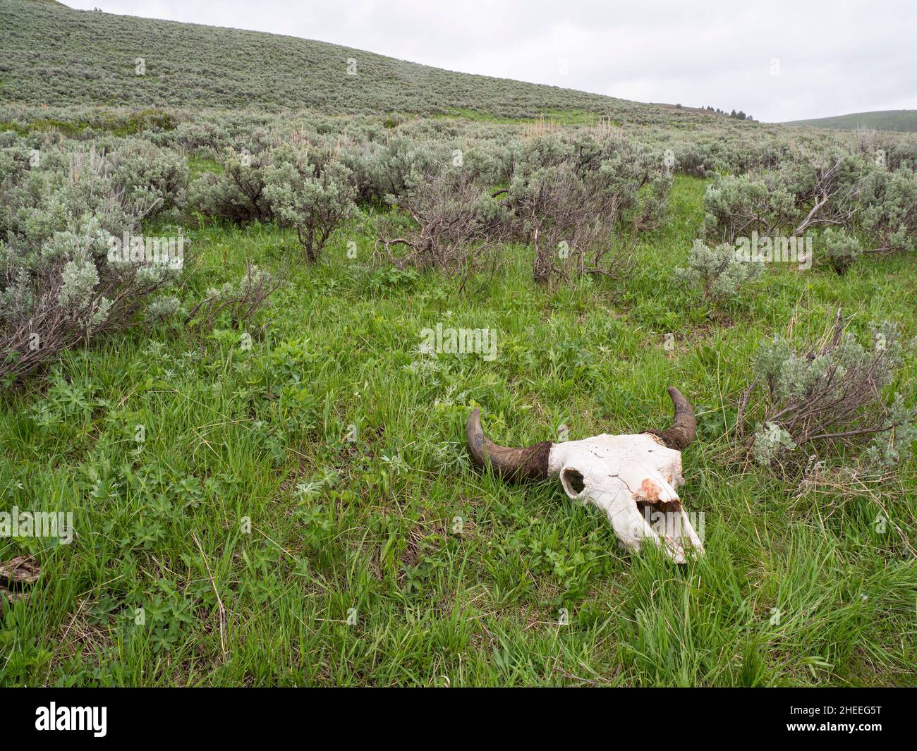 Bison skull hi-res stock photography and images - Alamy