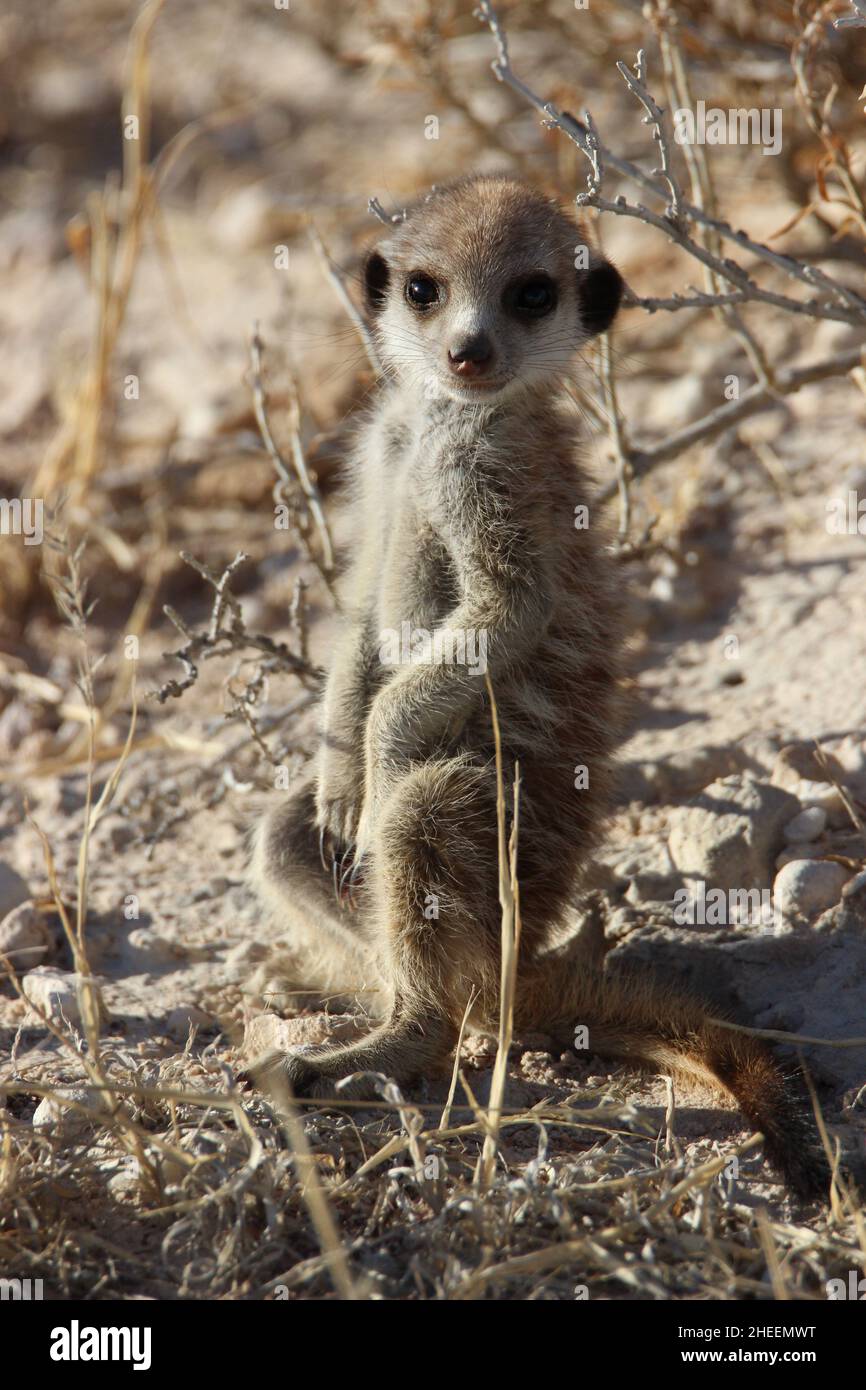 Young Meerkat sitting in the morning sun in the Kgalagadi Stock Photo ...