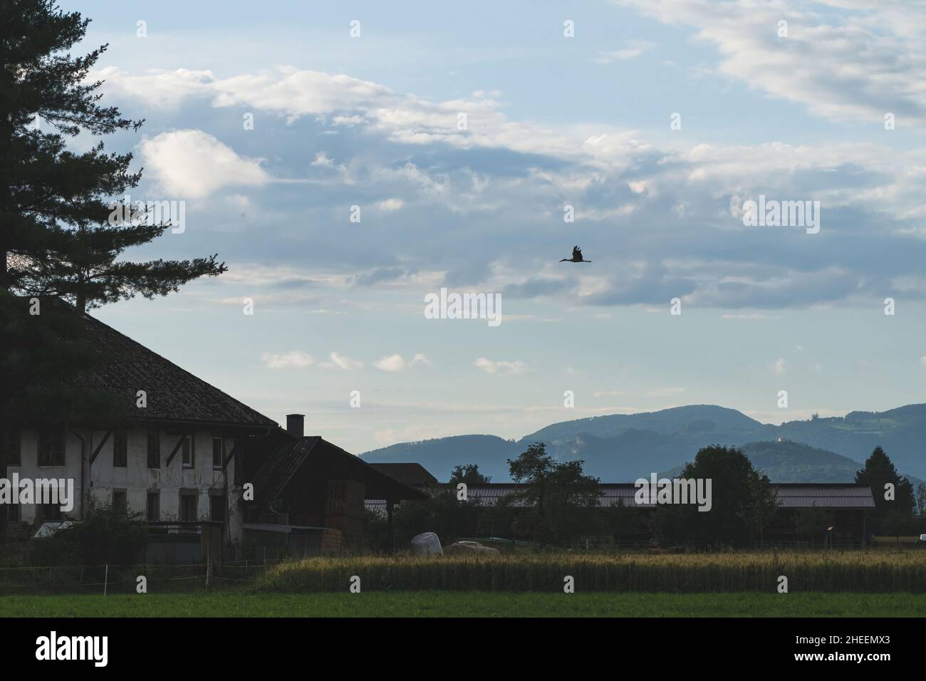 A stork flying over a farm. With a blue sky and white clouds Stock ...