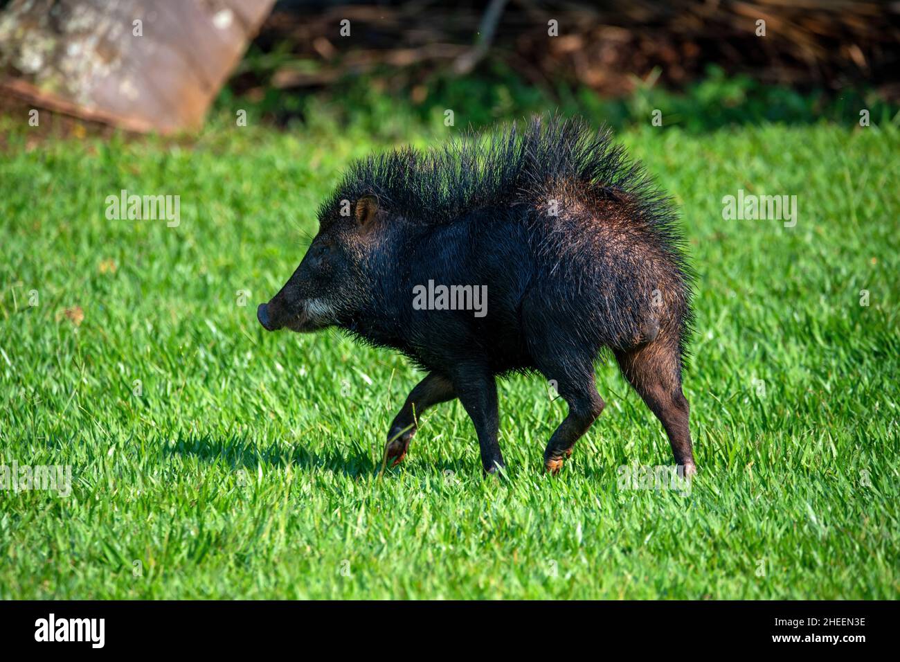 Wild pigs come to eat at the camping site of Emas National Park, Goiás ...