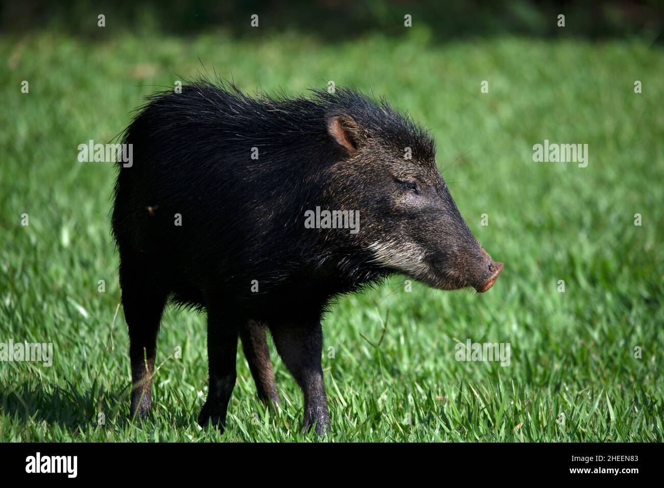 Wild pigs come to eat at the camping site of Emas National Park, Goiás ...
