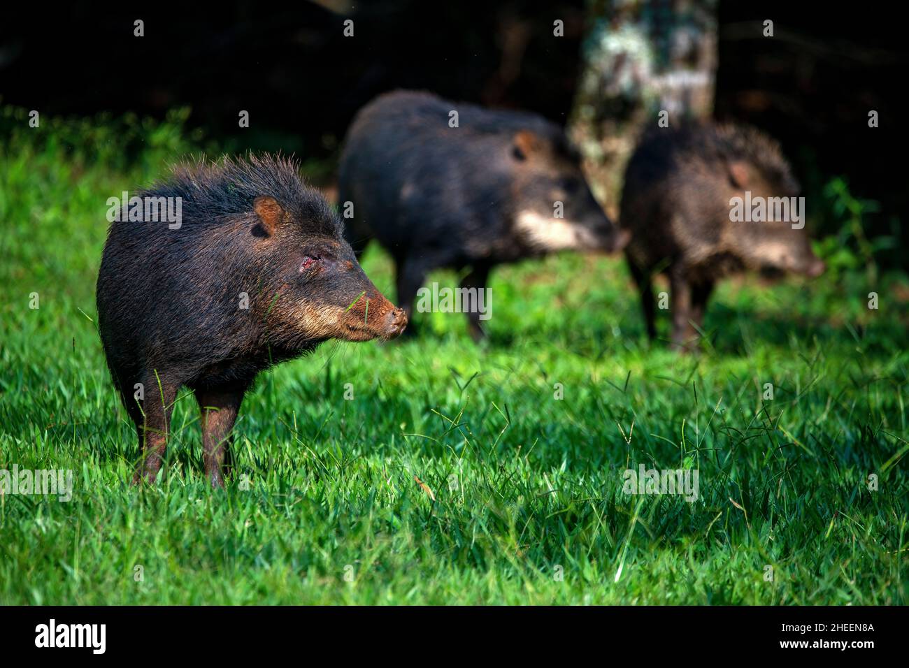 Wild pigs come to eat at the camping site of Emas National Park, Goiás ...