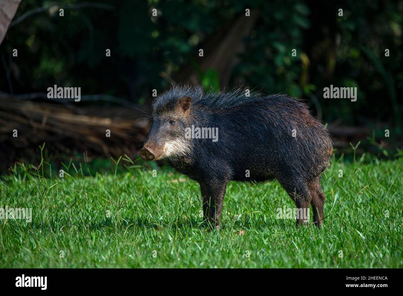 Wild pigs come to eat at the camping site of Emas National Park, Goiás ...