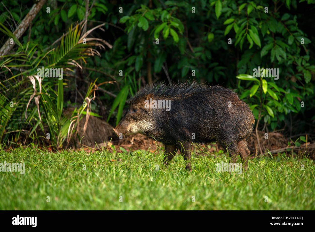 Wild pigs come to eat at the camping site of Emas National Park, Goiás ...