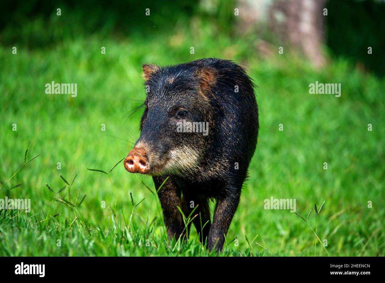 Wild pigs come to eat at the camping site of Emas National Park, Goiás ...