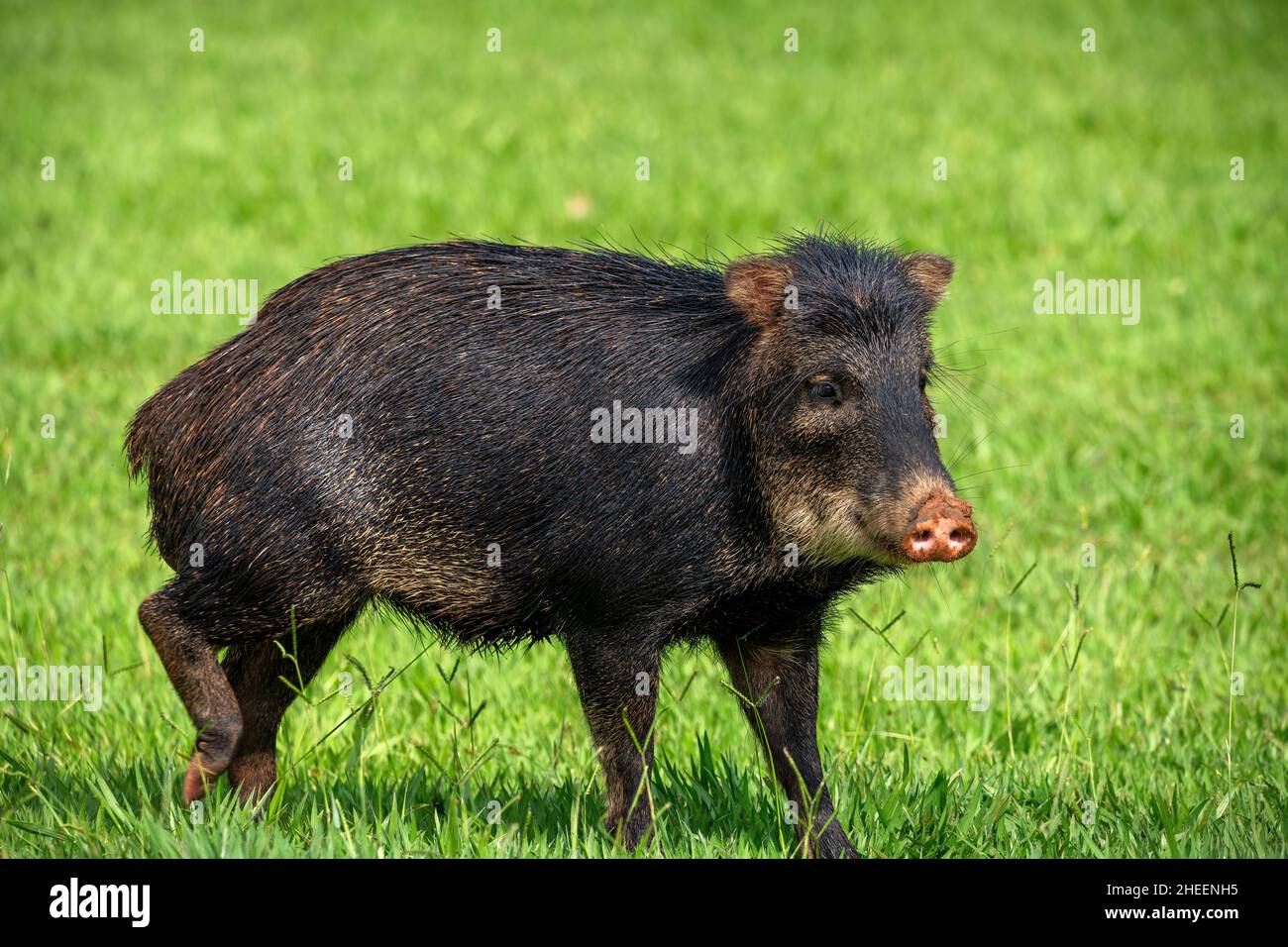 Wild pigs come to eat at the camping site of Emas National Park, Goiás ...