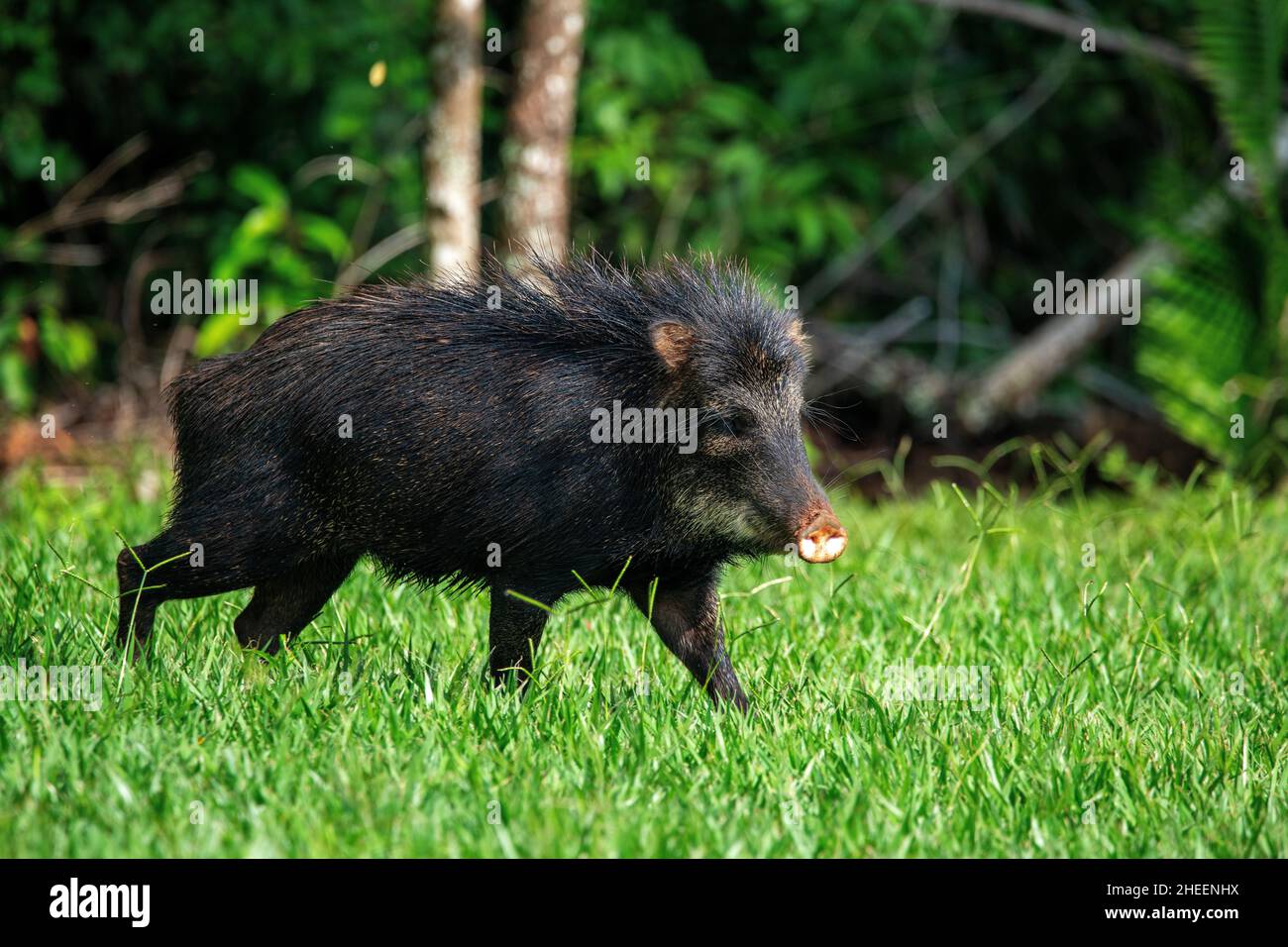 Wild pigs come to eat at the camping site of Emas National Park, Goiás ...