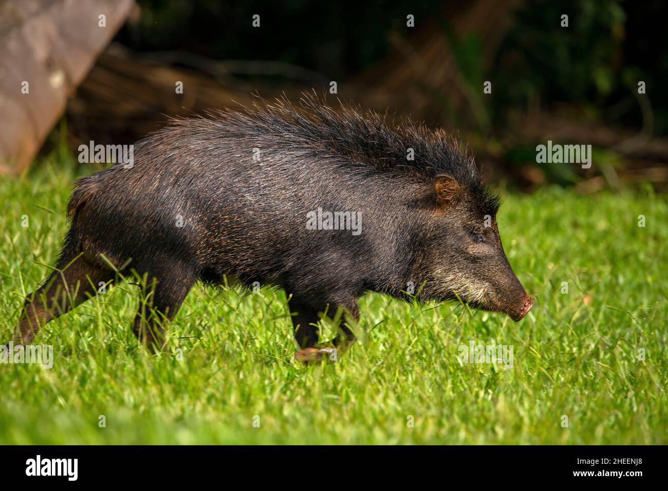 Wild pigs come to eat at the camping site of Emas National Park, Goiás ...