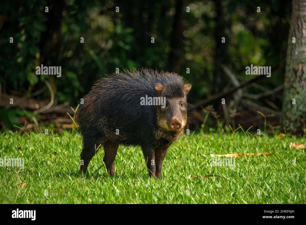 Wild pigs come to eat at the camping site of Emas National Park, Goiás ...