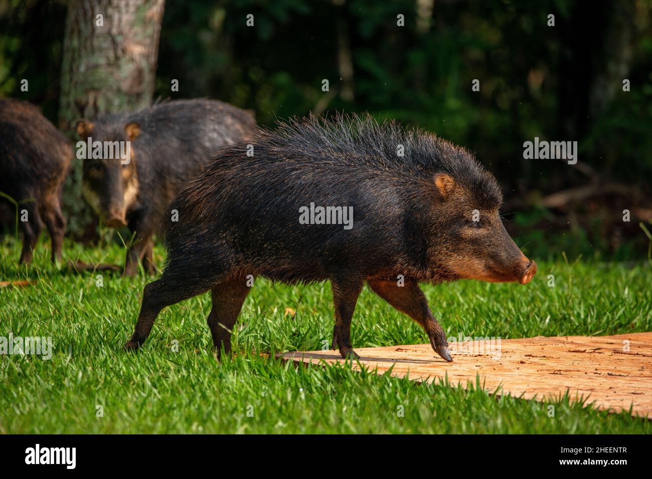 Wild pigs come to eat at the camping site of Emas National Park, Goiás ...