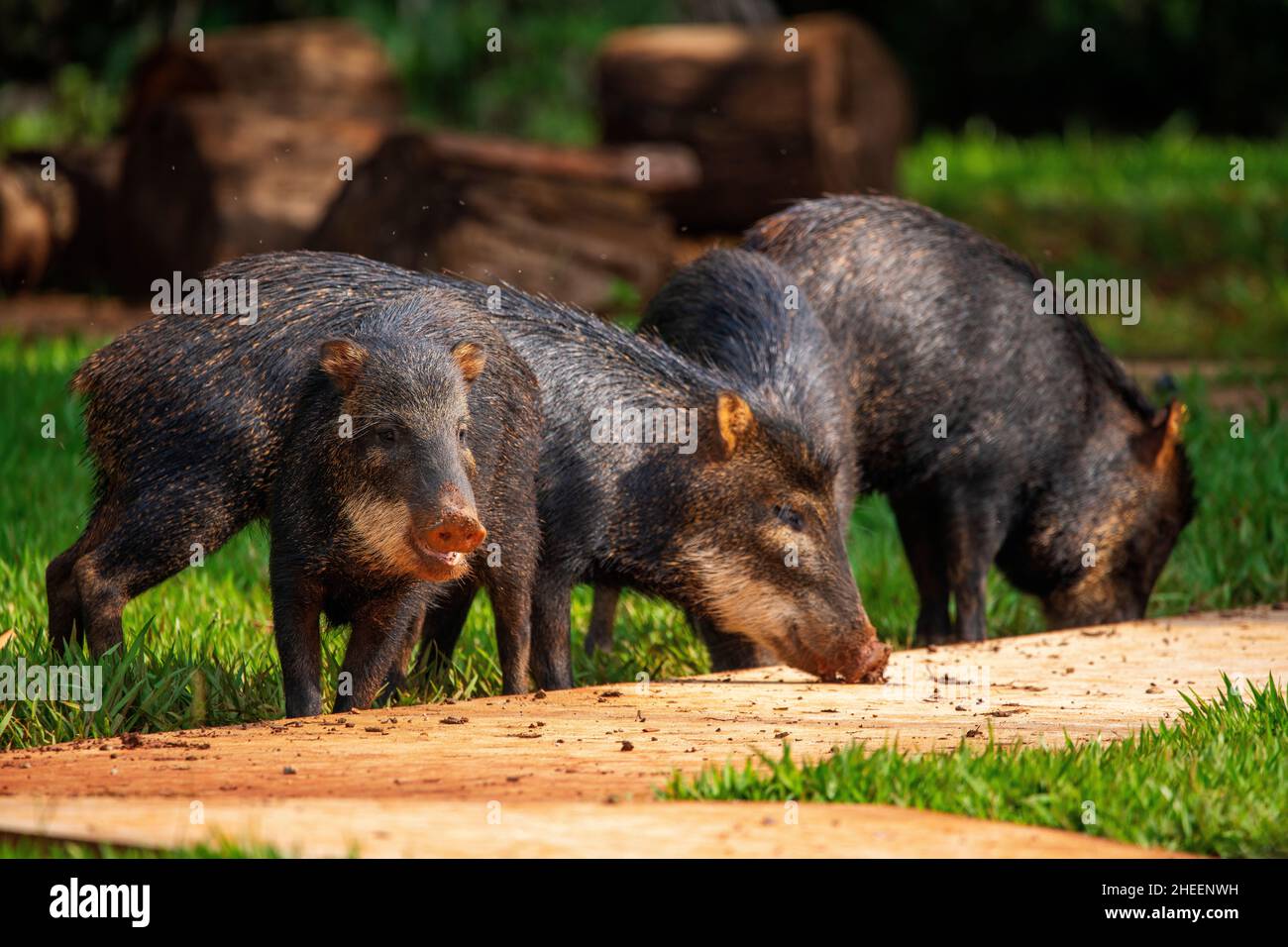 Wild pigs come to eat at the camping site of Emas National Park, Goiás ...