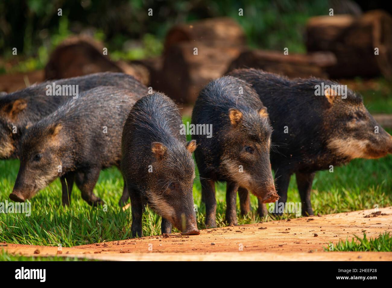 Wild pigs come to eat at the camping site of Emas National Park, Goiás ...