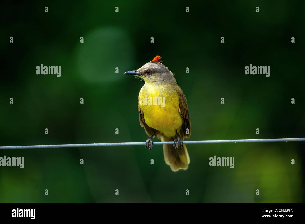 Cattle Tyrant (Machetornis rixosa), beautiful small bird at Pantanal of ...
